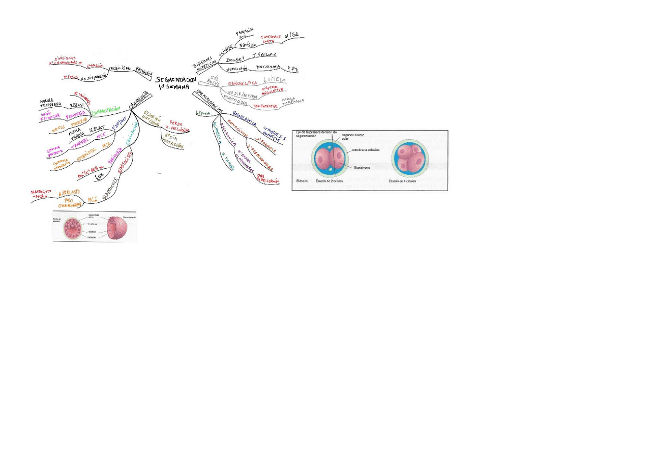 Segmentacion embriologia | Esquemas Embriologia | Docsity