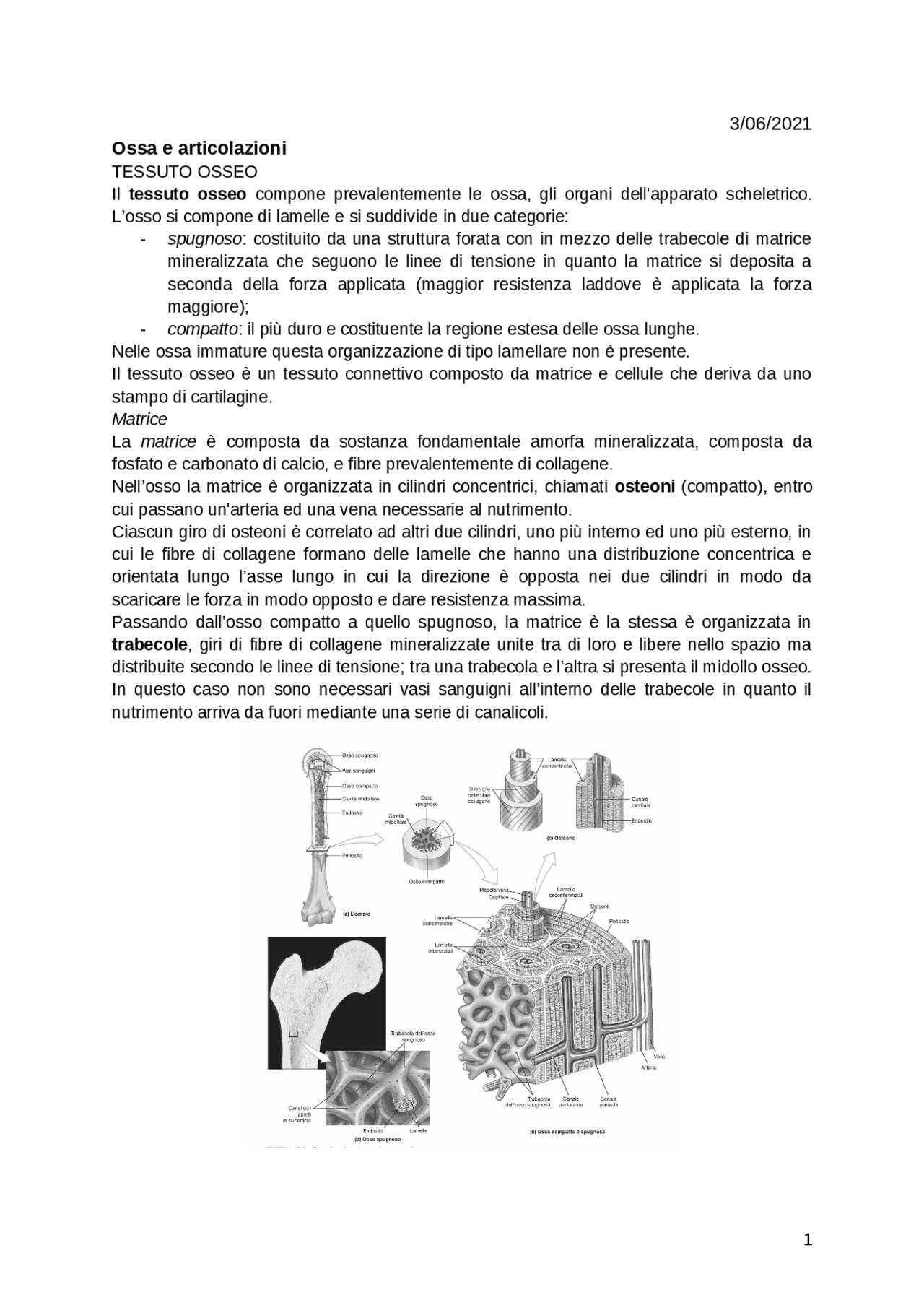 Appunti Anatomia Esame Appunti Di Anatomia Docsity