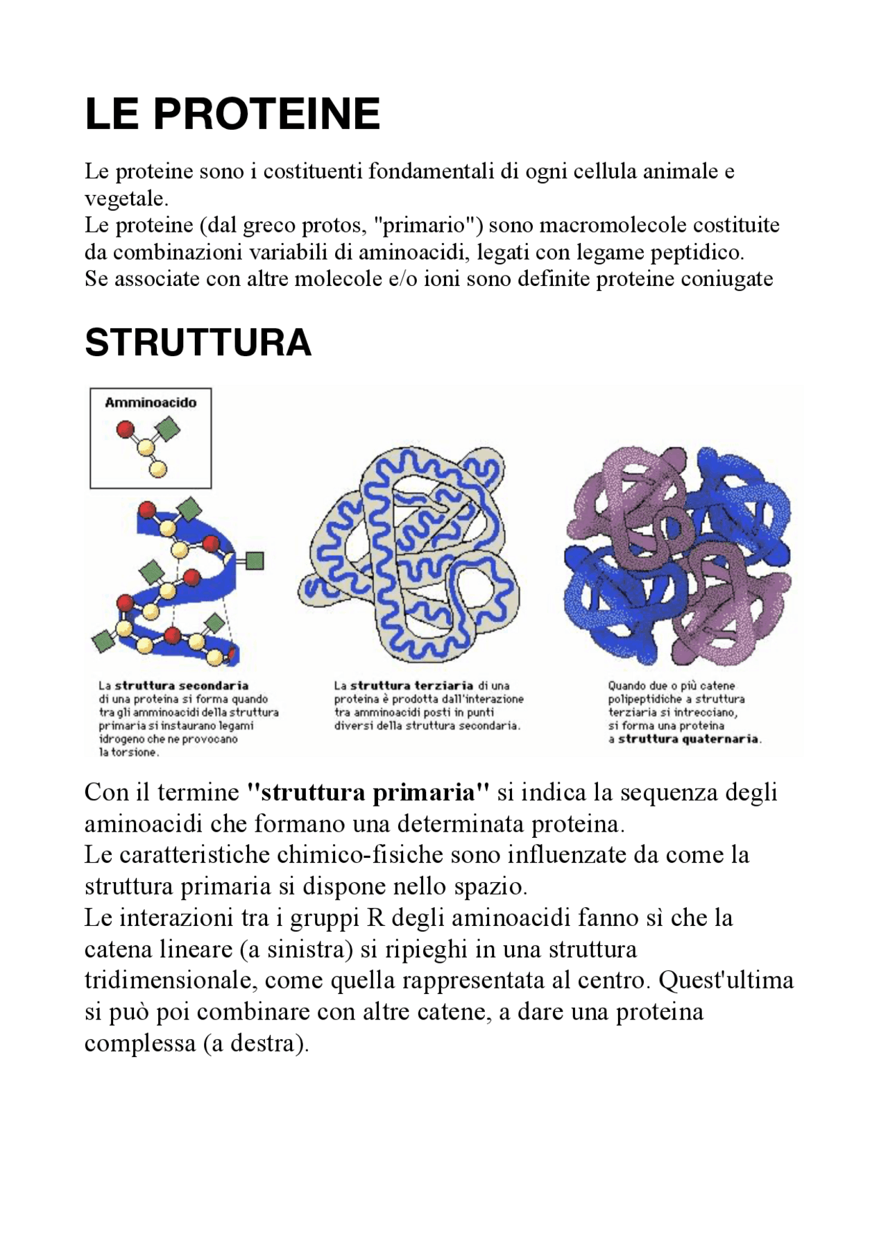 PROTEINE - DIGESTIONE E TURNOVER - PRINCIPI DI BIOCHIMICA DELLA NUTRIZIONE | Appunti di ...