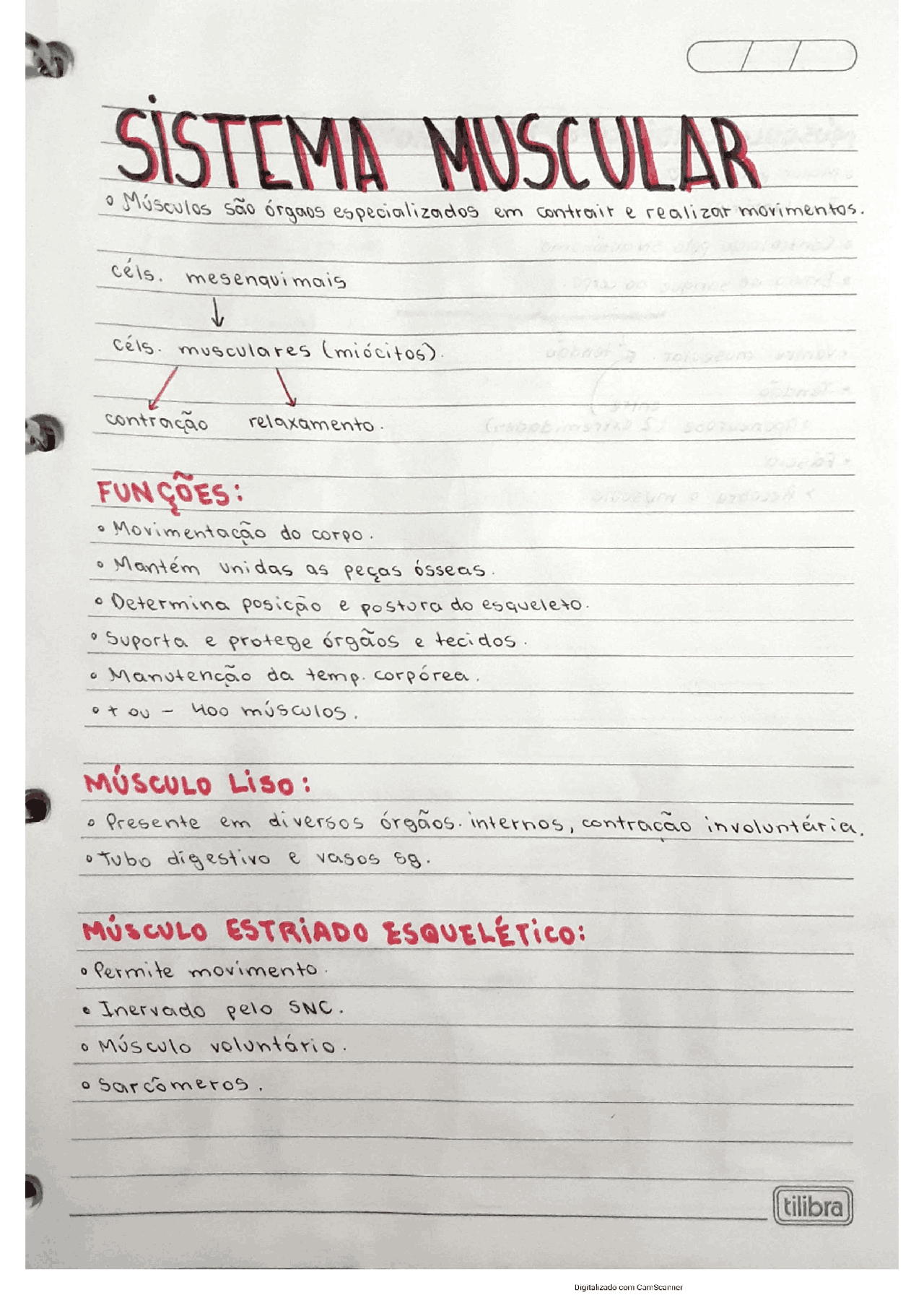 Anatomia Do Sistema Muscular Notas De Aula Anatomia Docsity