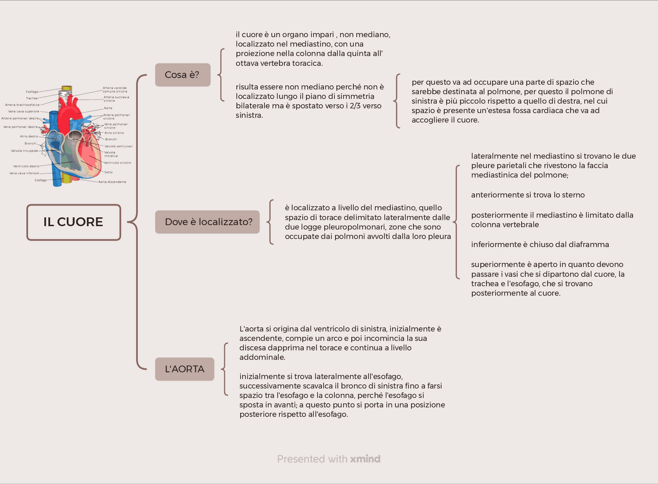 Mappe sul cuore, arterie e circolazione fetale | Schemi e mappe ...