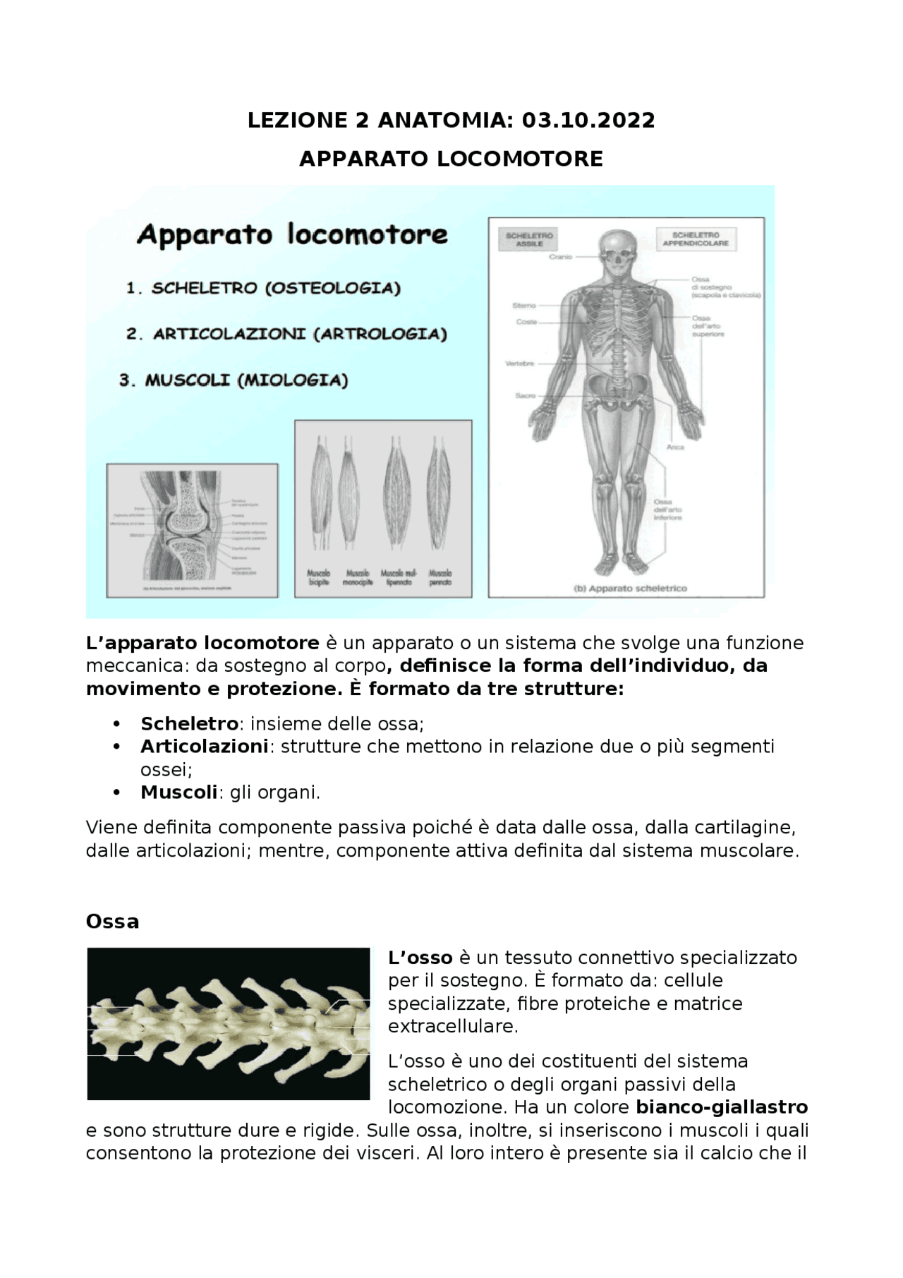 Apparato Locomotore: muscoli, articolazioni e scheletro | Sbobinature ...