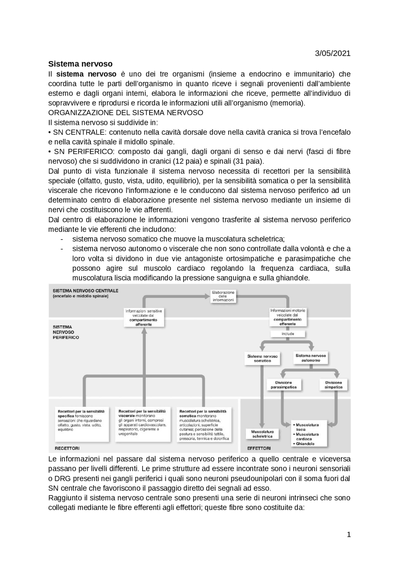 Anatomia Esame Appunti Appunti Di Anatomia Docsity