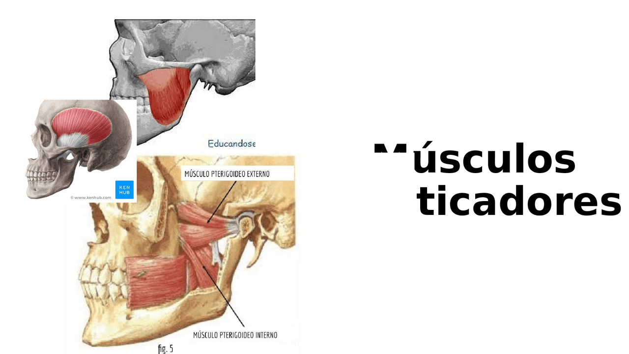 Músculos masticadores | Diapositivas de Anatomía | Docsity