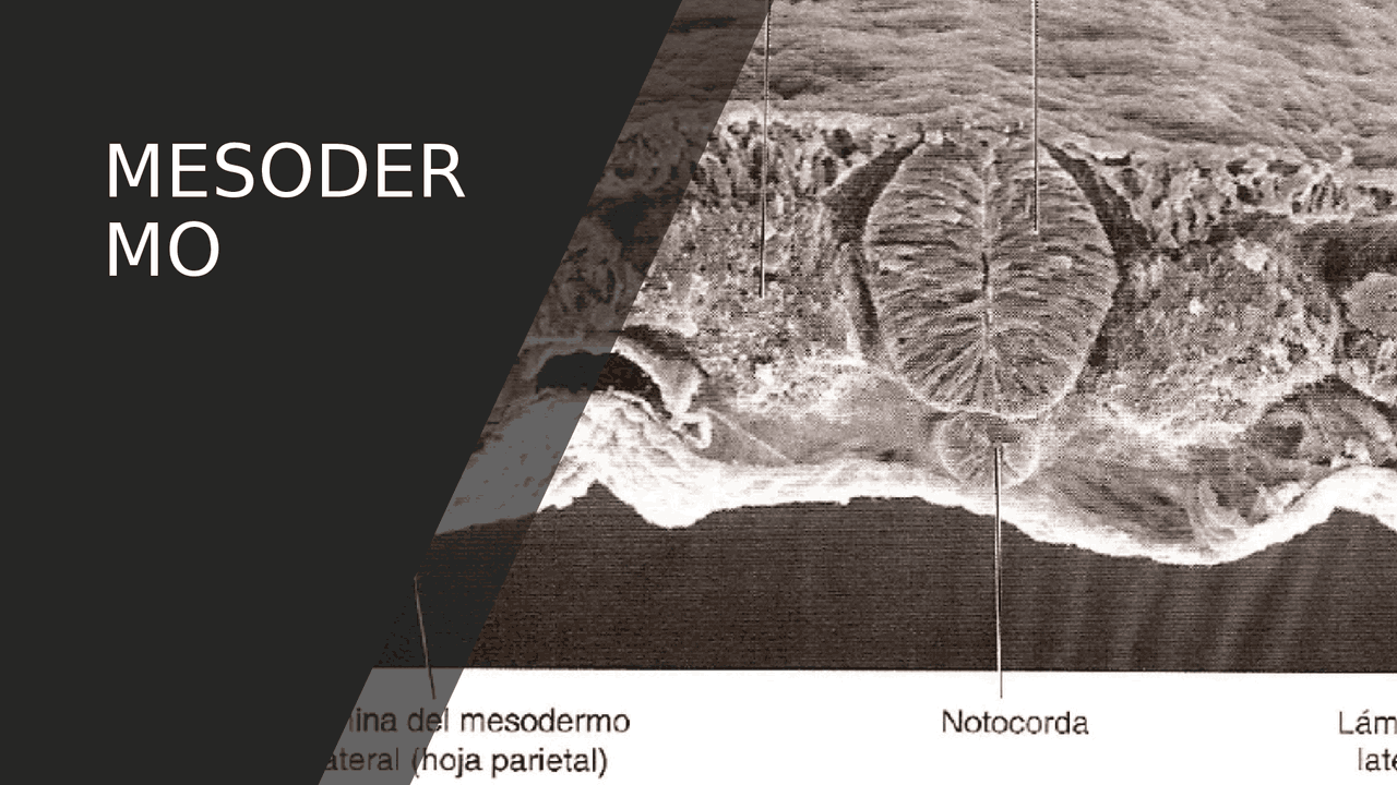 Mesodermo y ectodermo | Diapositivas de Embriología | Docsity
