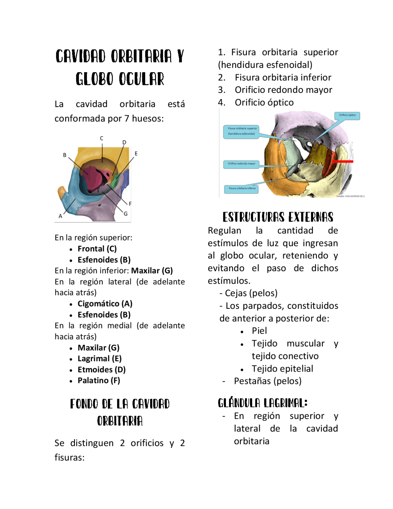 Anatomía De Cabeza Resumen Apuntes De Neuroanatomía Docsity
