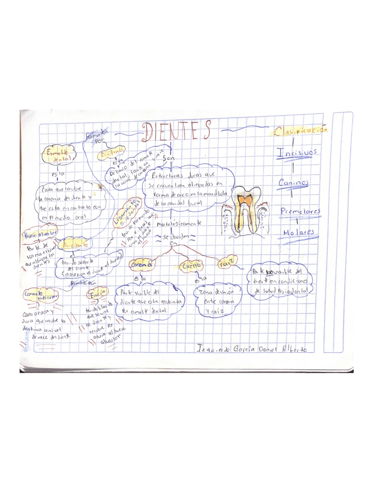 Mapa De Tejidos Del Diente Apuntes De Anatomía Dental Docsity