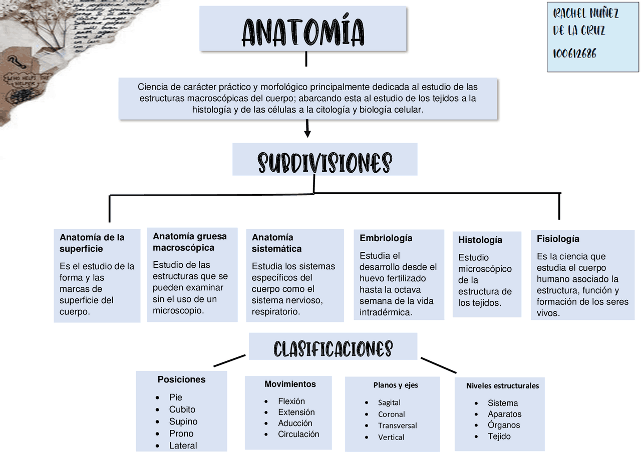 Mapa conceptual de estructura | Diapositivas de Anatomía | Docsity