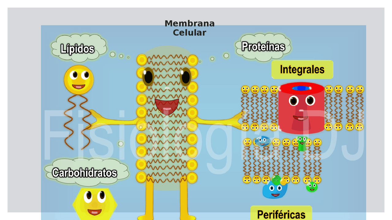 Membrana Plasmática Celular Diapositivas De Biología Docsity