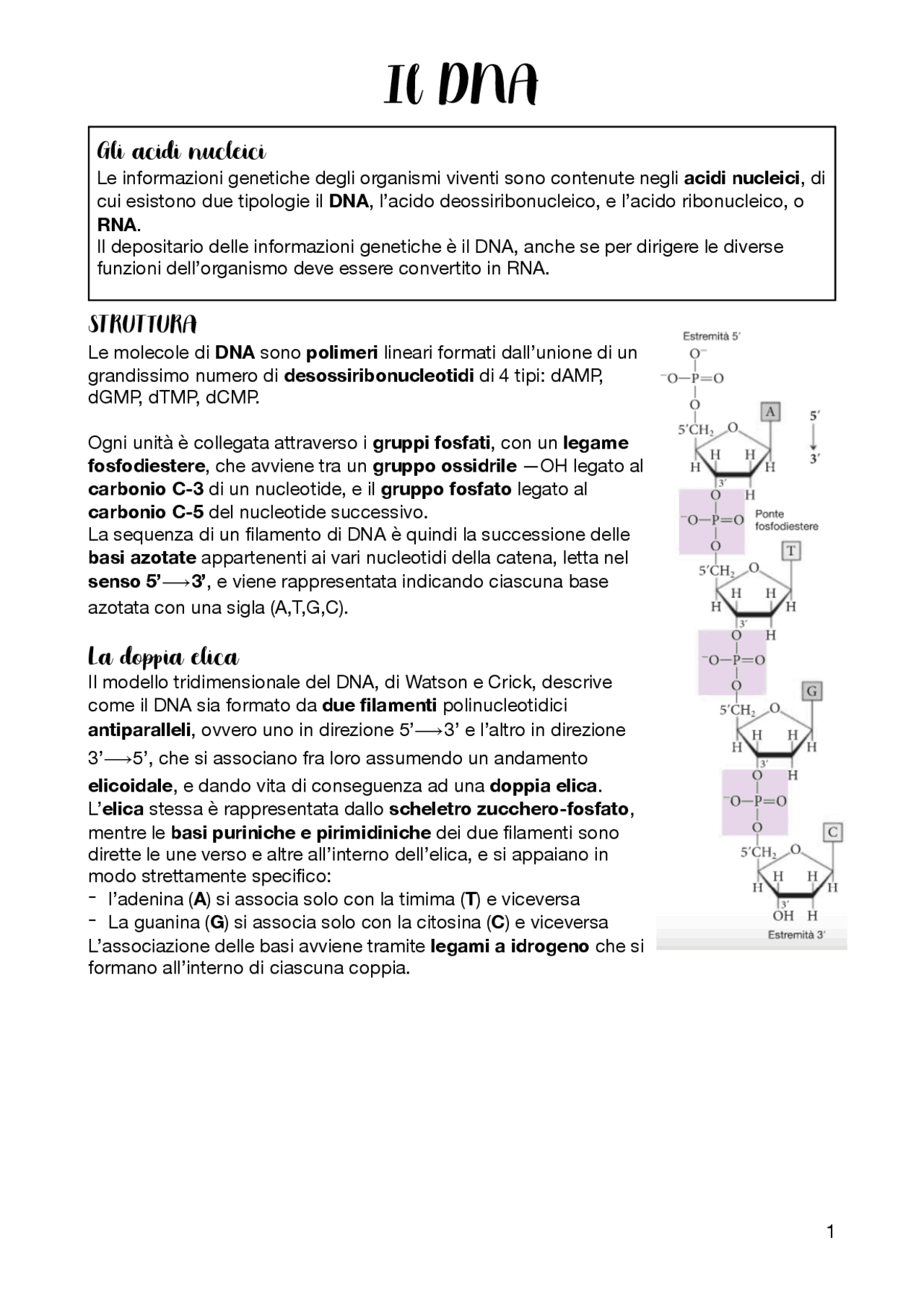 Dna e Rna, approfondimento | Appunti di Biologia | Docsity