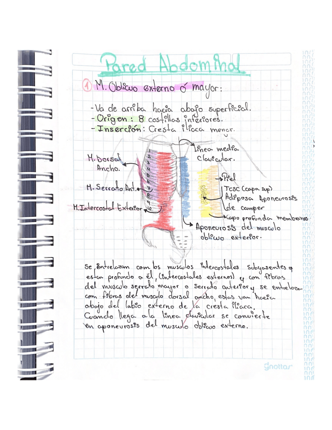 Anatomia Humana Pared Abdominal Apuntes De Anatomía Docsity