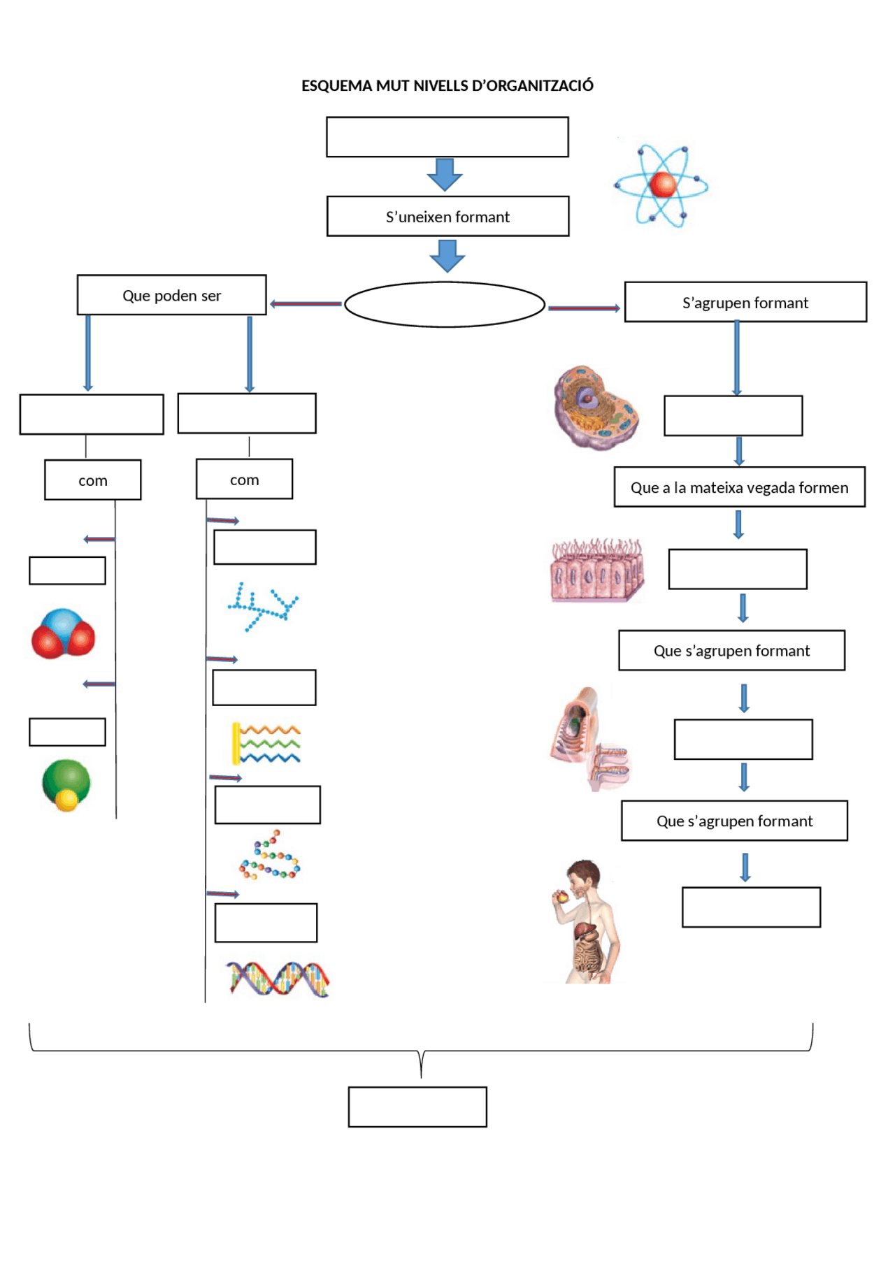 Niveles De Organitzación Ejercicios De Anatomía Aplicada Docsity
