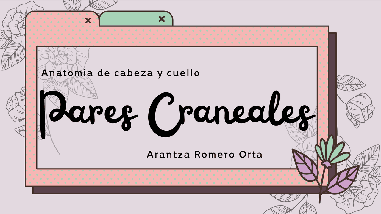 Pares Craneales Anatomia C Y C Diapositivas De Anatomía Docsity
