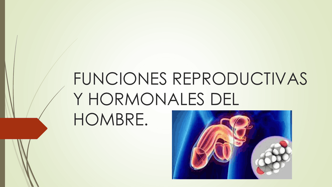 Gonadas Femeninas y Masculinas | Resúmenes de Fisiología | Docsity