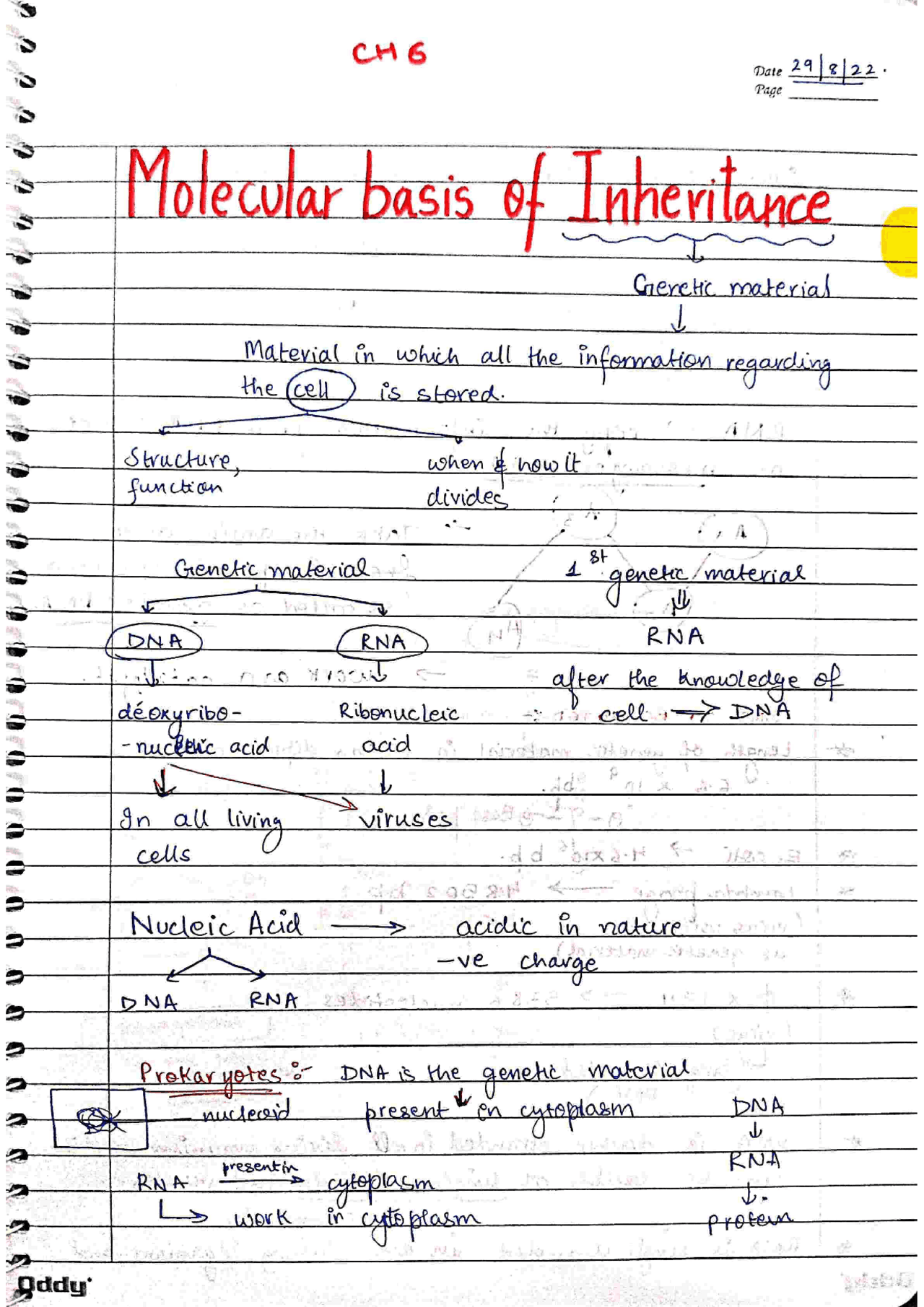 Molecular basis of inheritance | Study notes Biology | Docsity