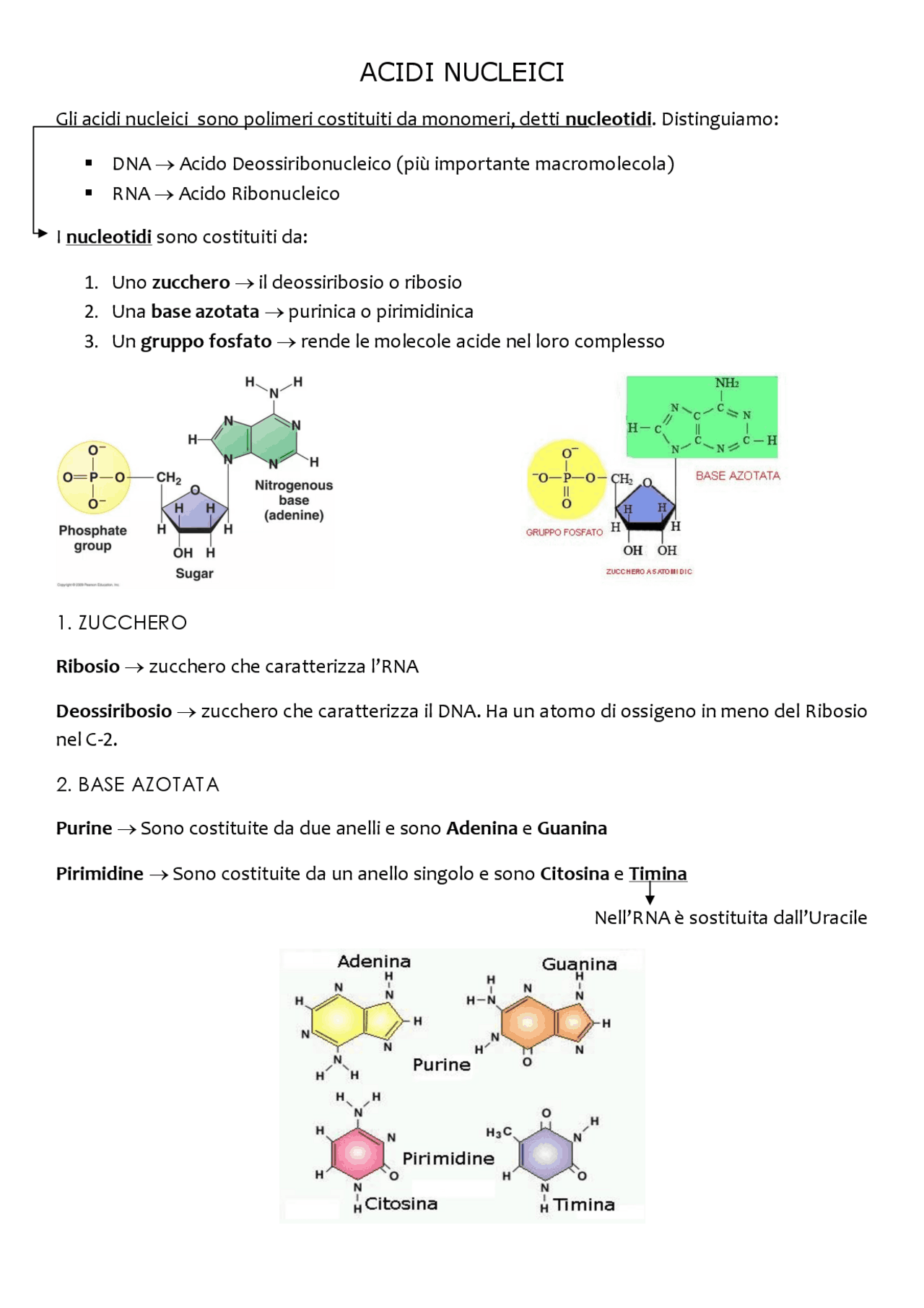 Appunti Acidi Nucleici Appunti Di Scienze Della Terra Docsity