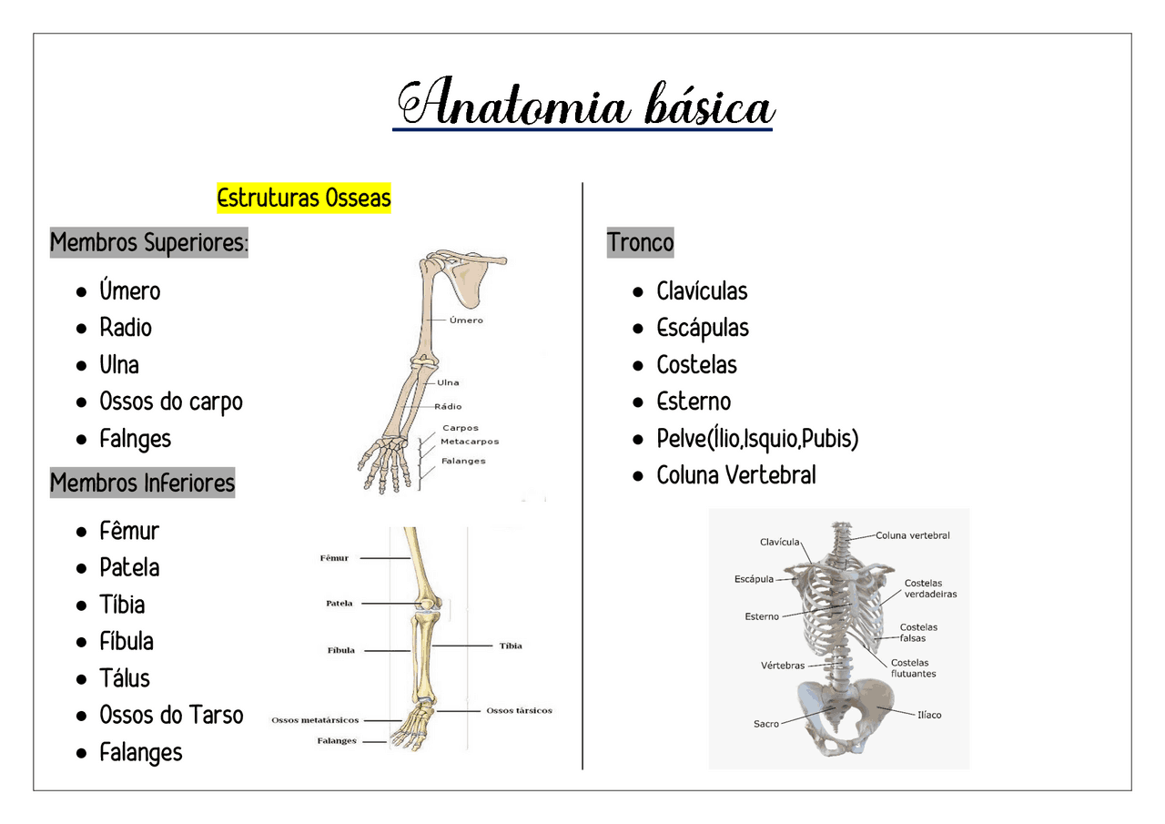 Anatomia basica do corpo humano | Resumos Educação Física | Docsity