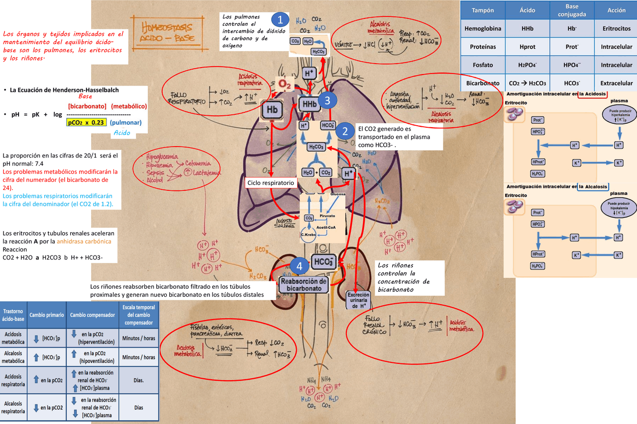 Alcalosis y acidos metabolica | Apuntes de Bioquímica Médica | Docsity