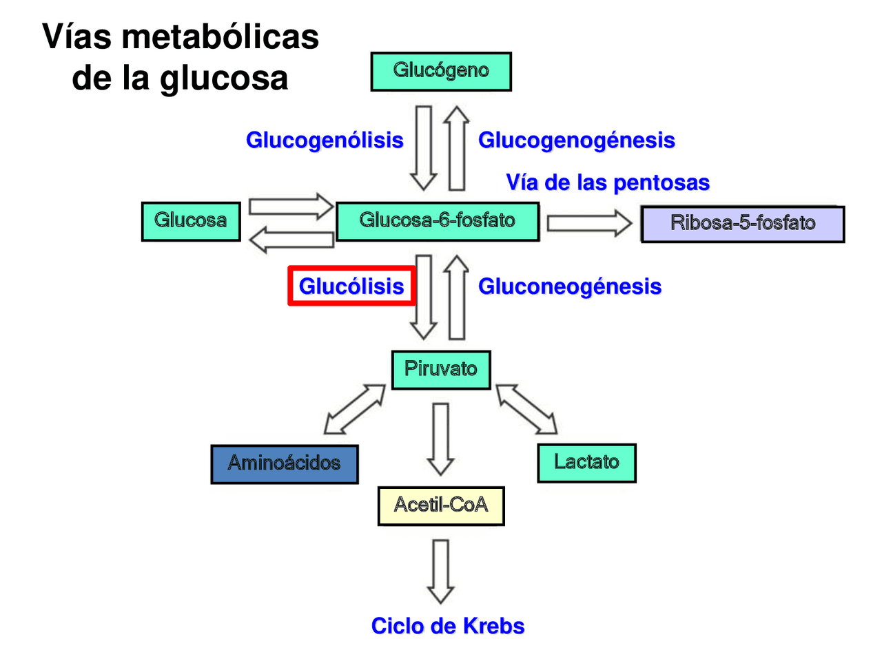 Glucólisis Bioquímica Diapositivas De Bioquímica Docsity