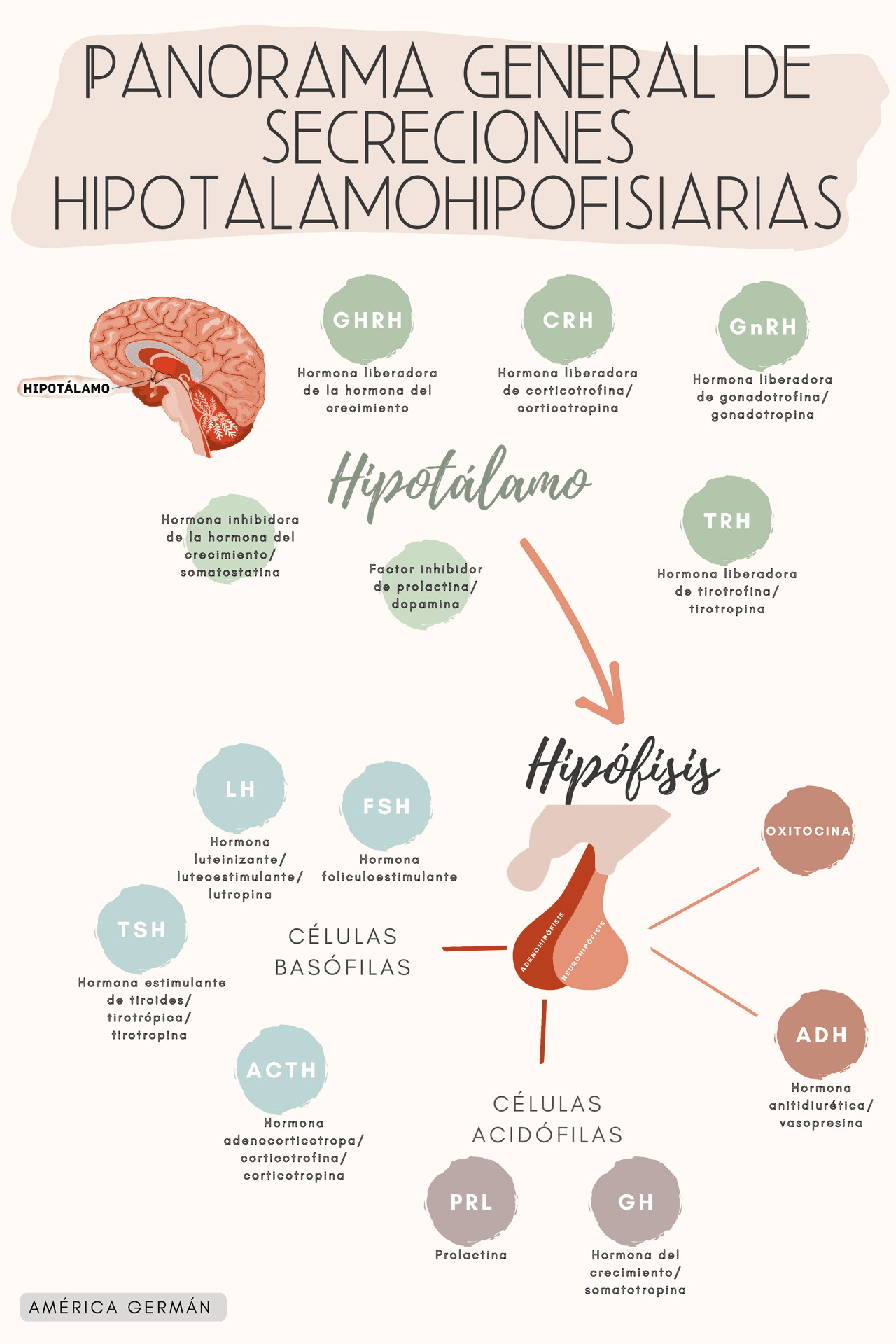 Ejes Del Sistema Endocrino Apuntes De Endocrinología Docsity