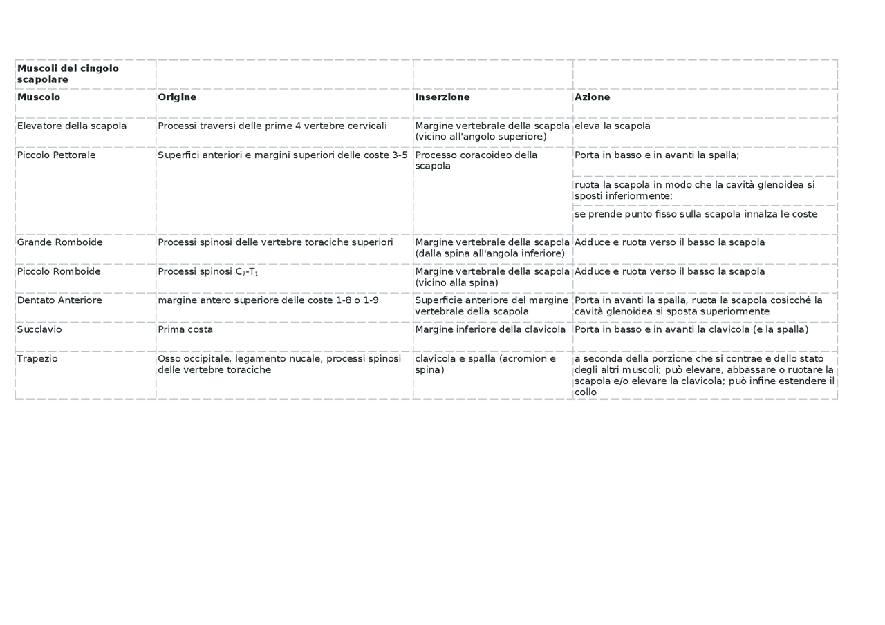 Muscoli origine inserzione funzione | Schemi e mappe concettuali di Anatomia | Docsity