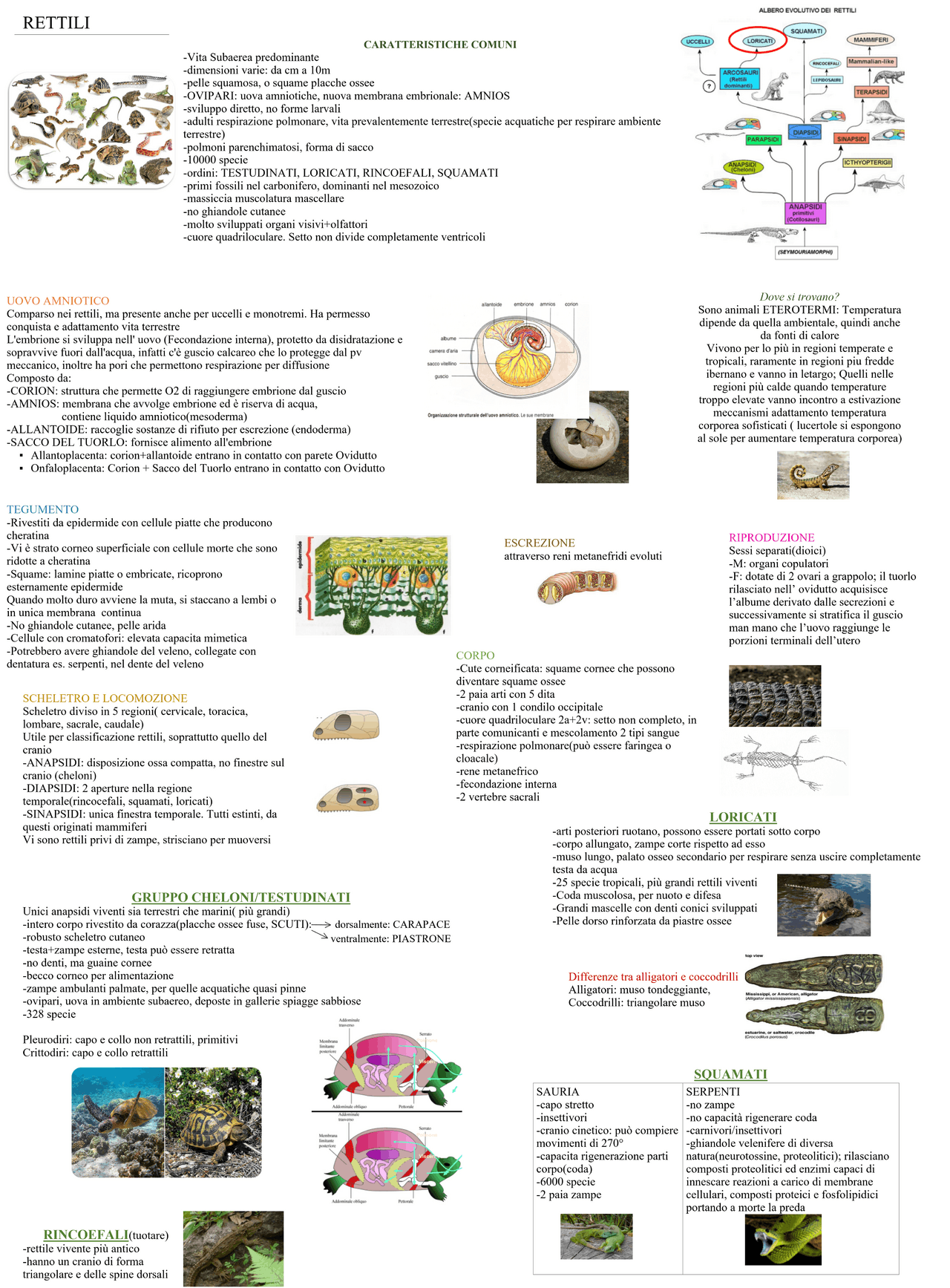PHYLUM CORDATA, CLASSE RETTILI | Schemi e mappe concettuali di Zoologia ...
