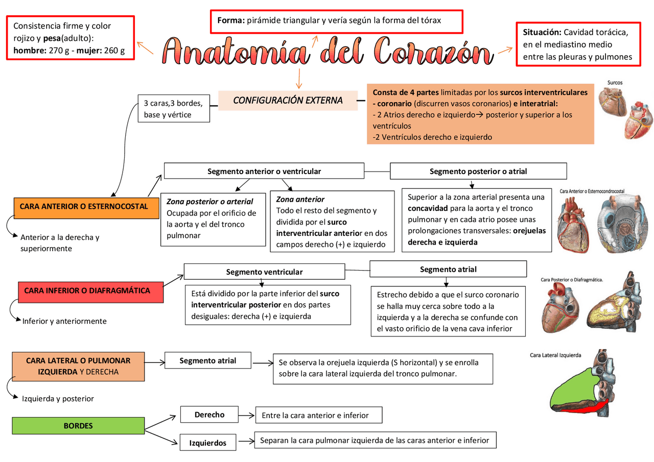 Configuración externa del corazón | Esquemas y mapas conceptuales de ...