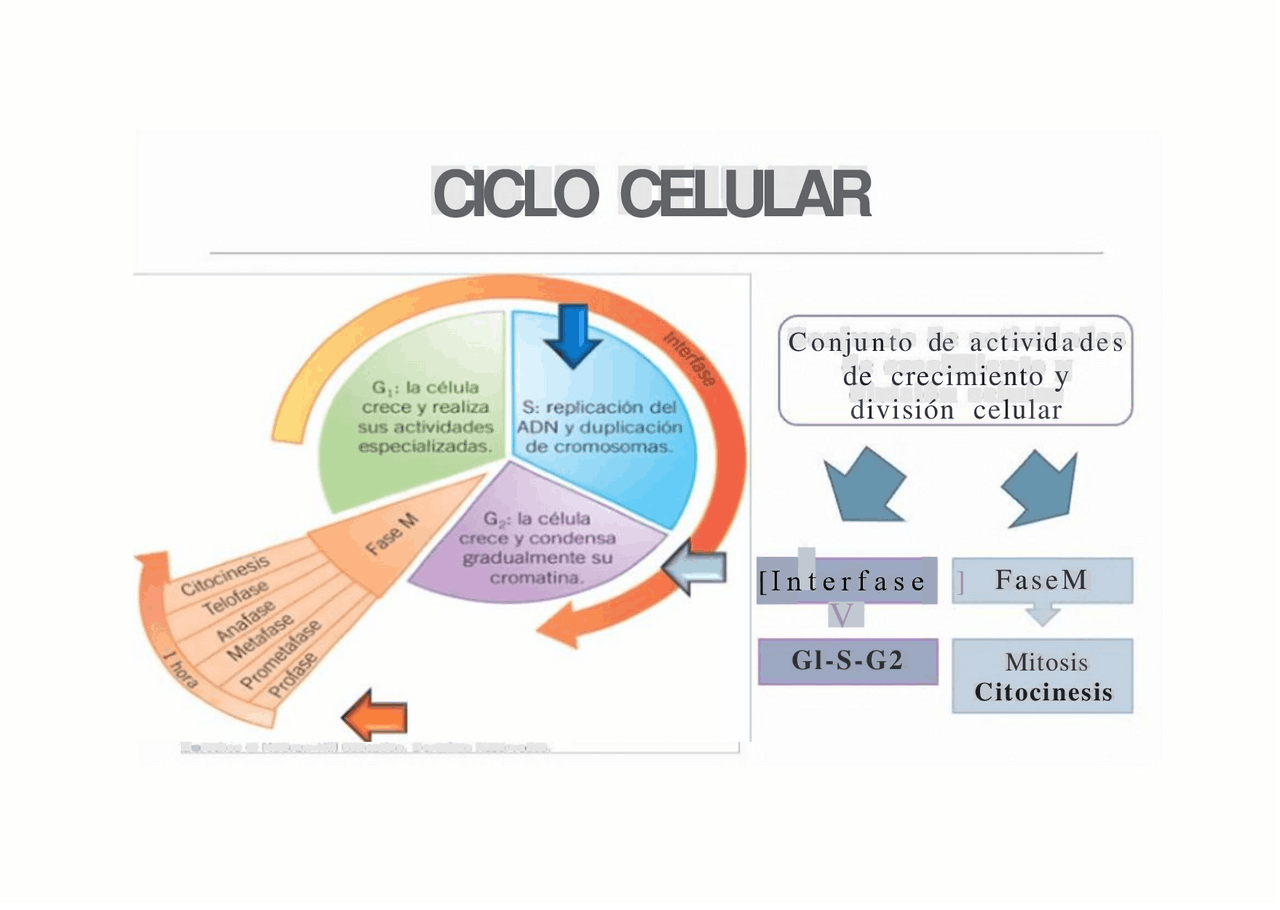Muerte Celular procesos y pasos | Diapositivas de Biología Celular ...