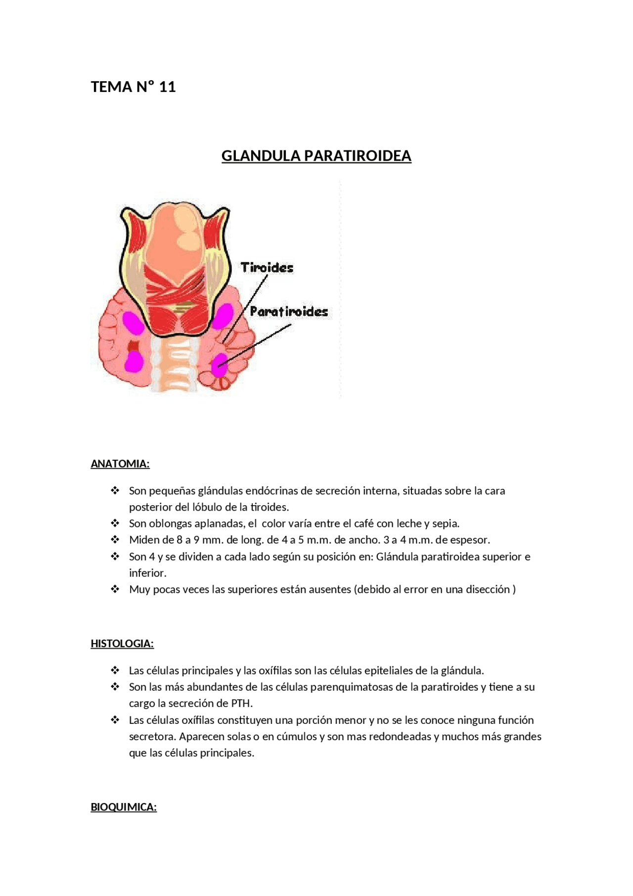 Histología De La Glándula Paratiroides Anatomía De La Glándula