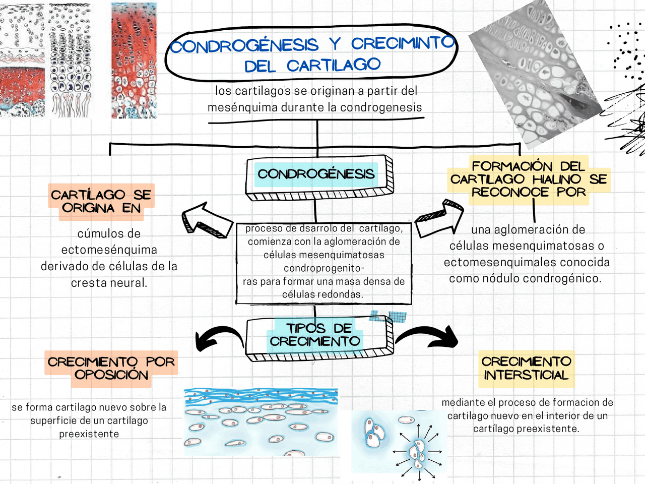 Condrogenesis del tejido conjuntiuvo creo | Resúmenes de Histología ...