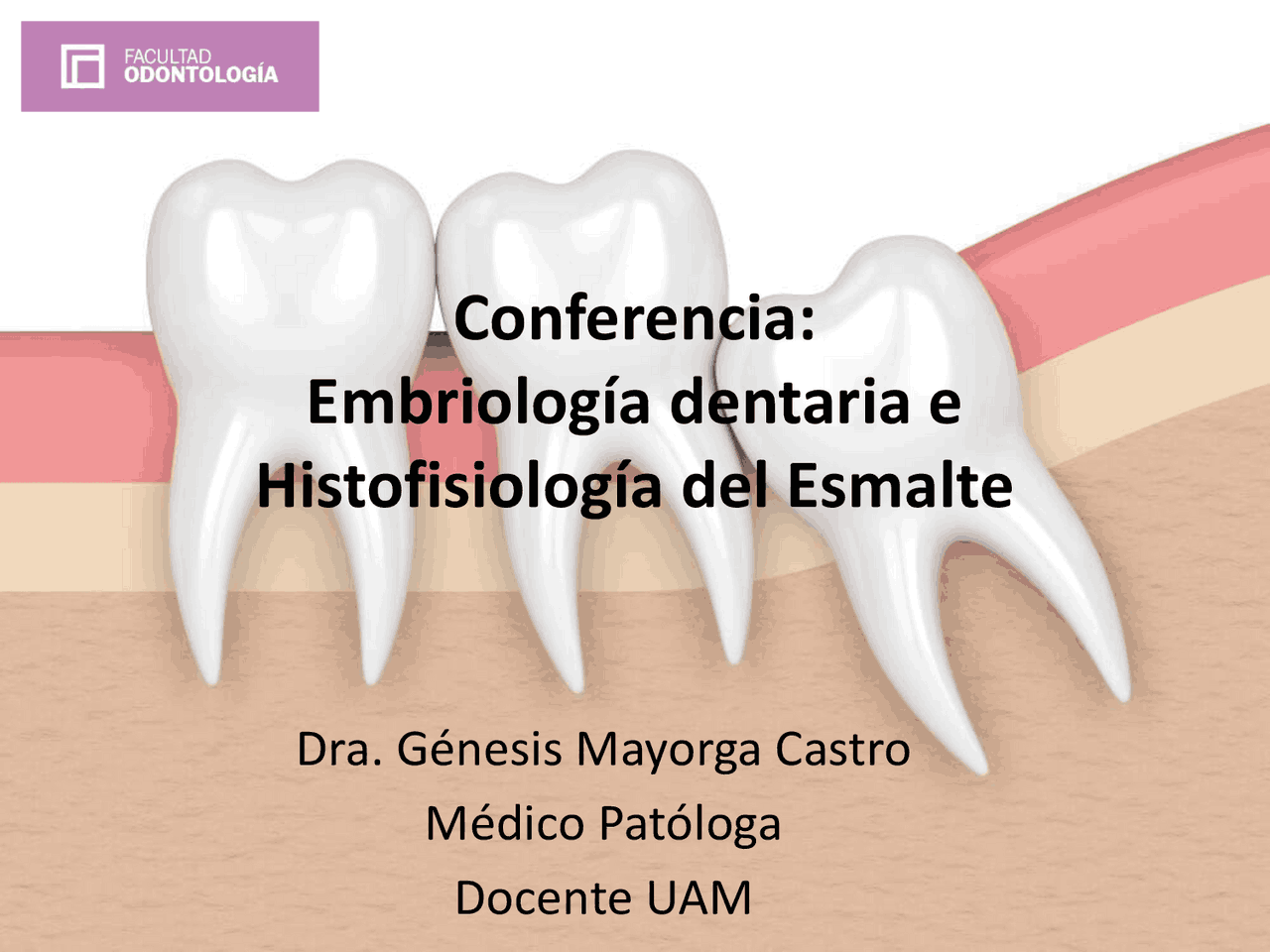Odontogenesis Y El Esmalte Diapositivas De Embriología Docsity