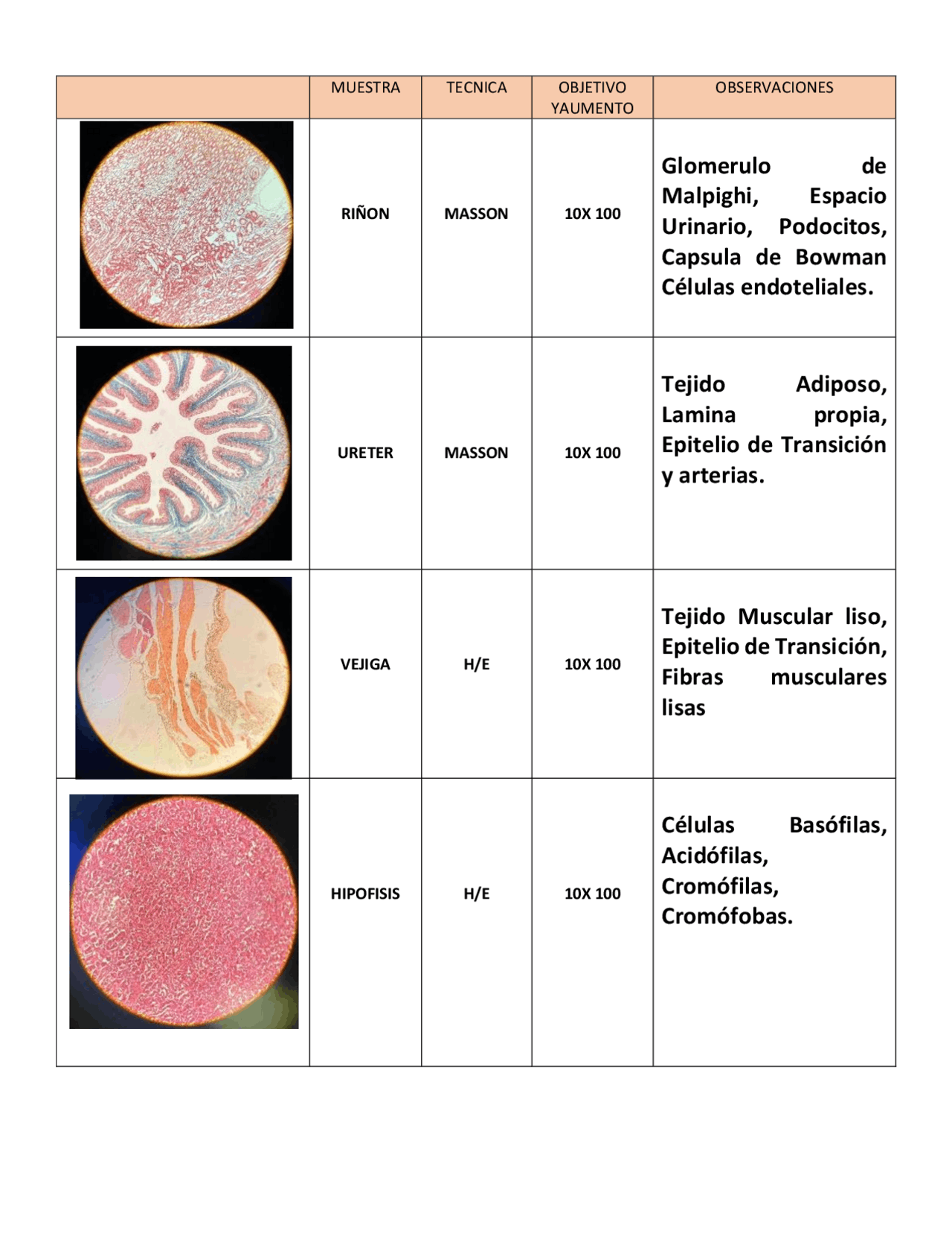 Muestras histológicas | Monografías, Ensayos de Histología | Docsity