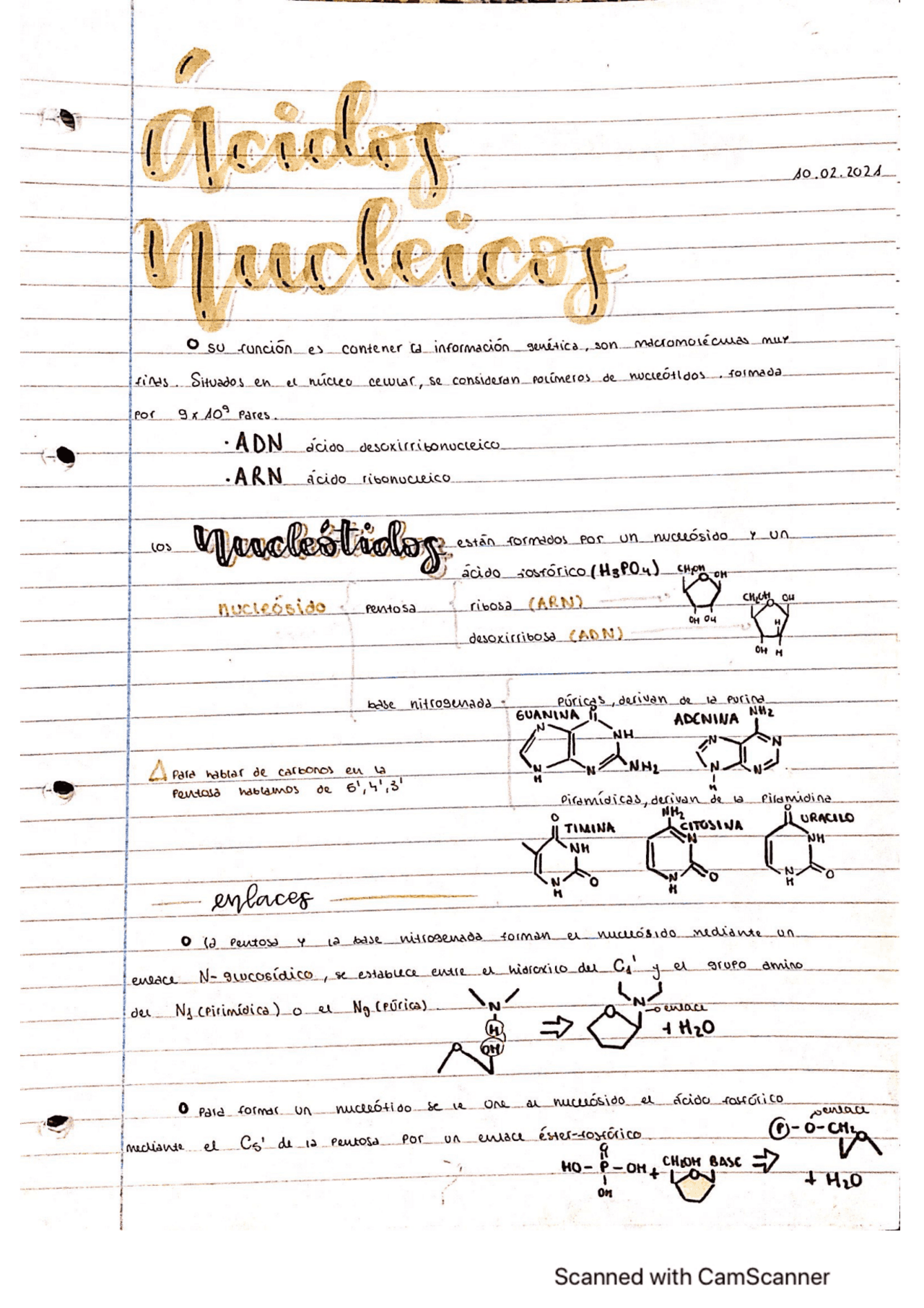 Apuntes De ácidos Nucleicos 1bach Apuntes De Biología Docsity