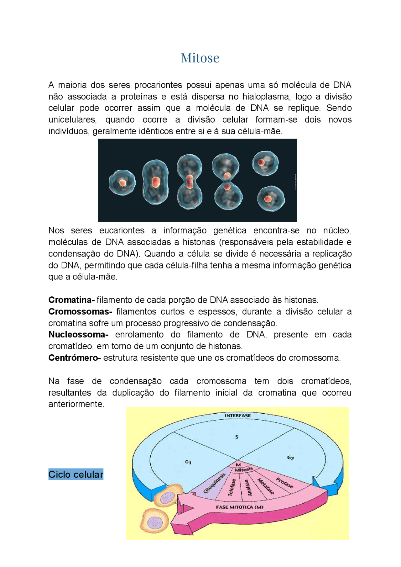 Mitose Biologia 11•ano Resumos Biologia Docsity