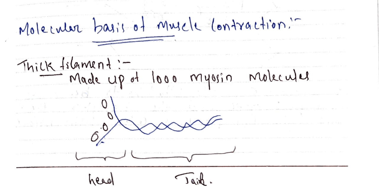 MOLECULAR BASIS OF MUSCLE CONTRACTION | Study notes Physiology | Docsity