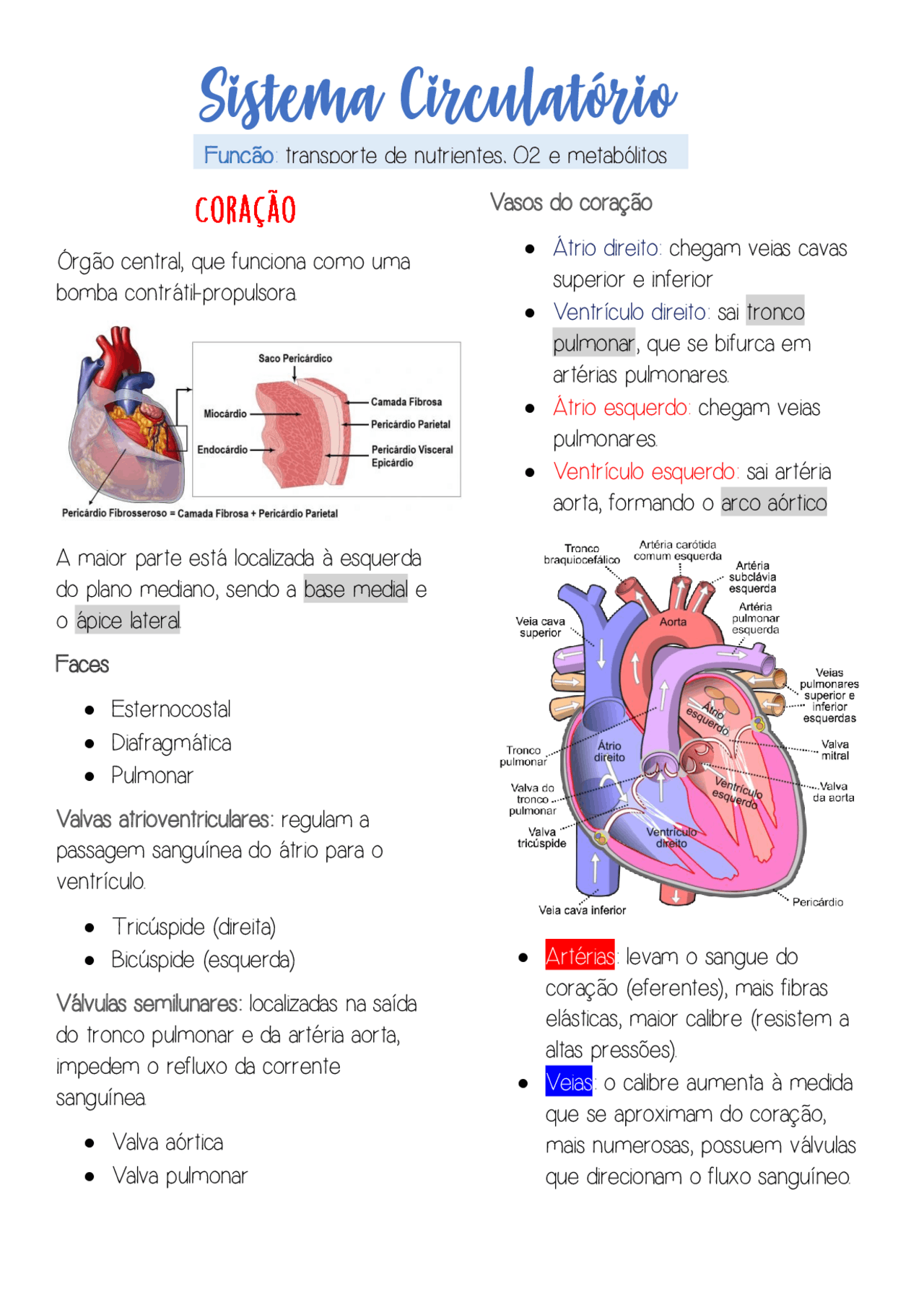 Sistema Cardiovascular Resumos Anatomia Docsity