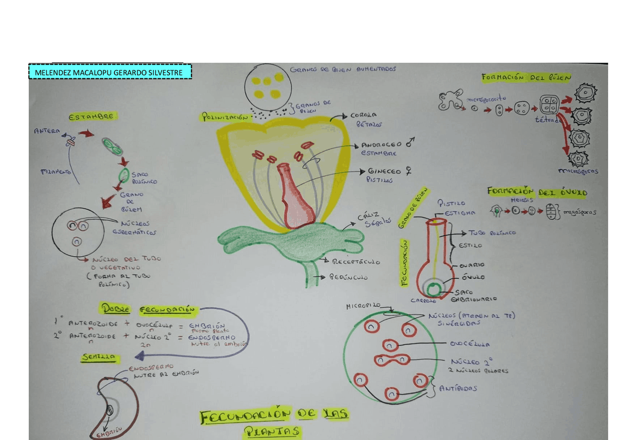 Fecundacion - - - de -----plantas | Monografías, Ensayos de Biología ...