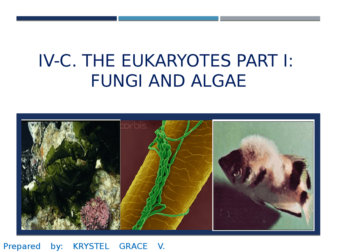 Eukarya: Helminths & Protozoa | Slides Science education | Docsity