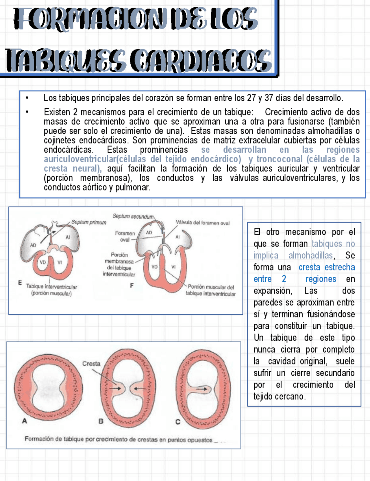 Desarrollo Del Tabique Interventricular