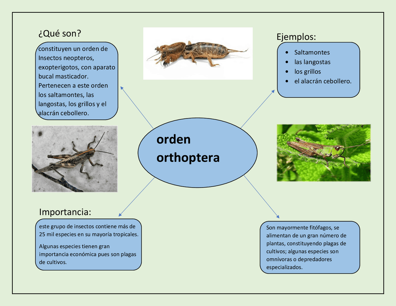 Mapa conceptual del orden neuróptera | Esquemas y mapas conceptuales de ...