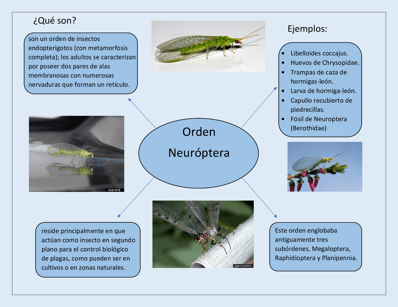 Mapa conceptual del orden neuróptera | Esquemas y mapas conceptuales de ...
