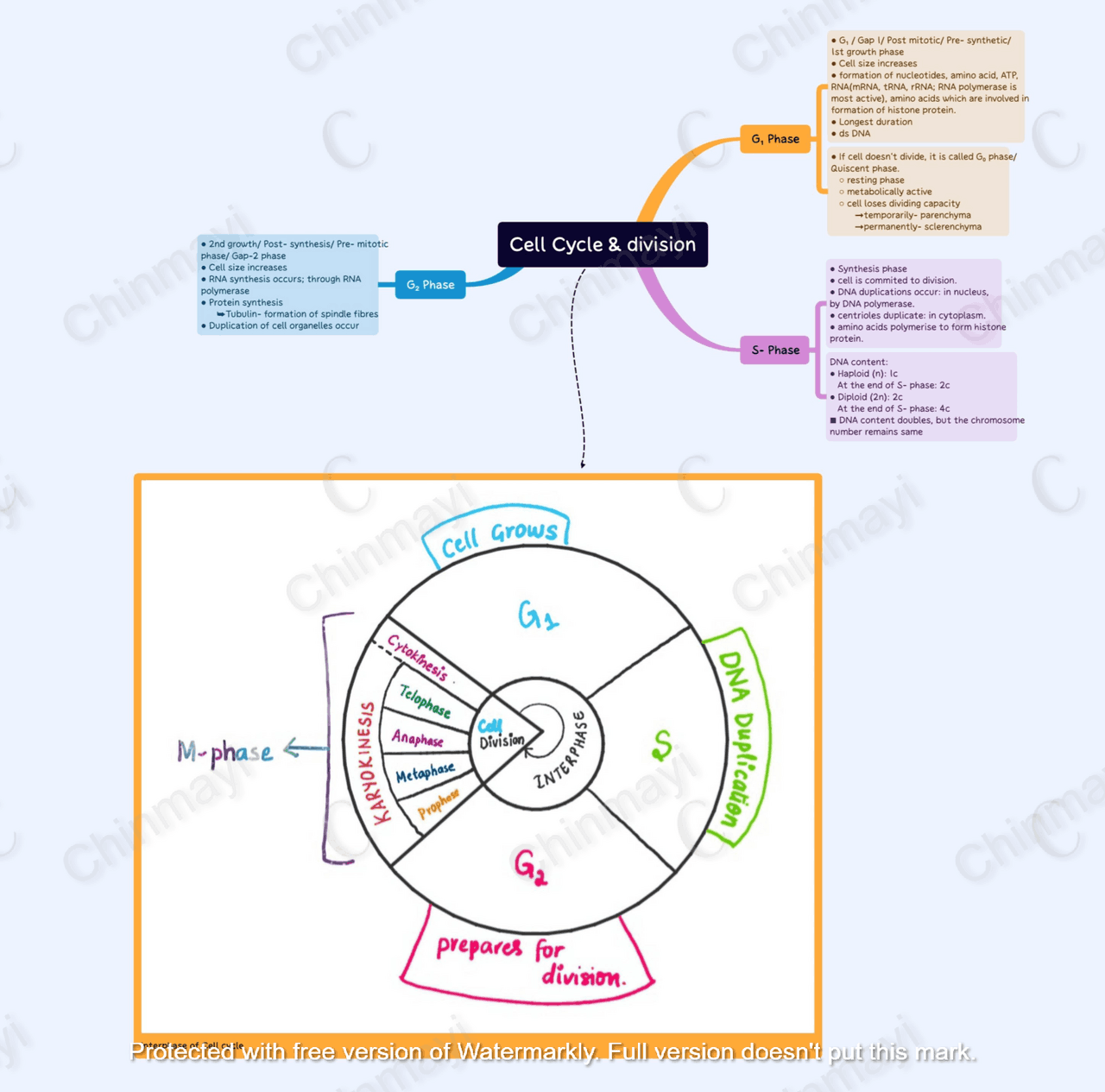 Interphase of cell cycle| cell cycle & division| CBSE class 11| Chin29 ...