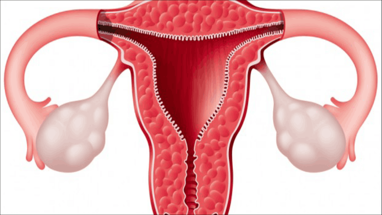 Aparato Genital Femenino Y Sus Fases Resúmenes De Histología Docsity
