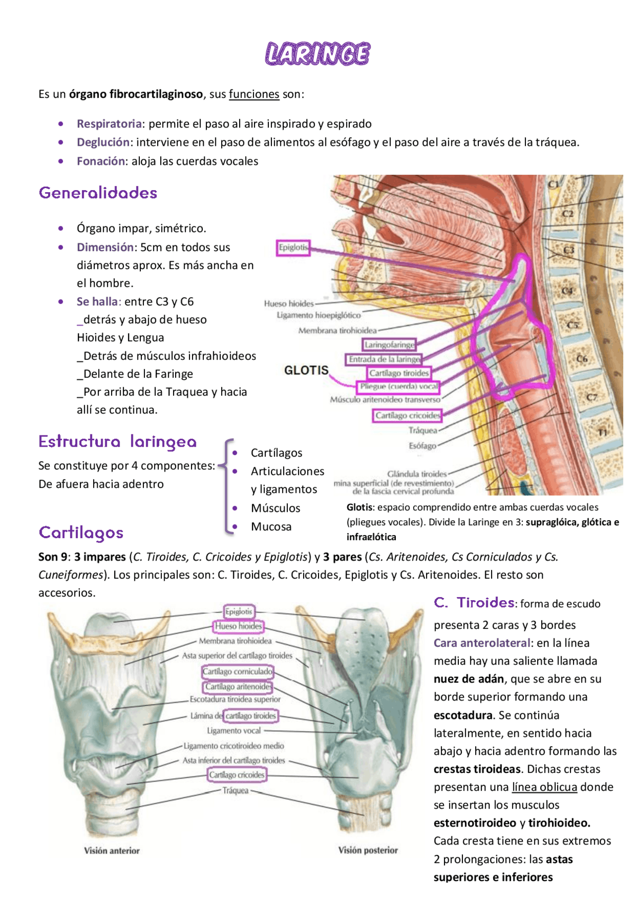 Laringe Faringe Traquea Y Tiroides Apuntes De Anatomía Docsity