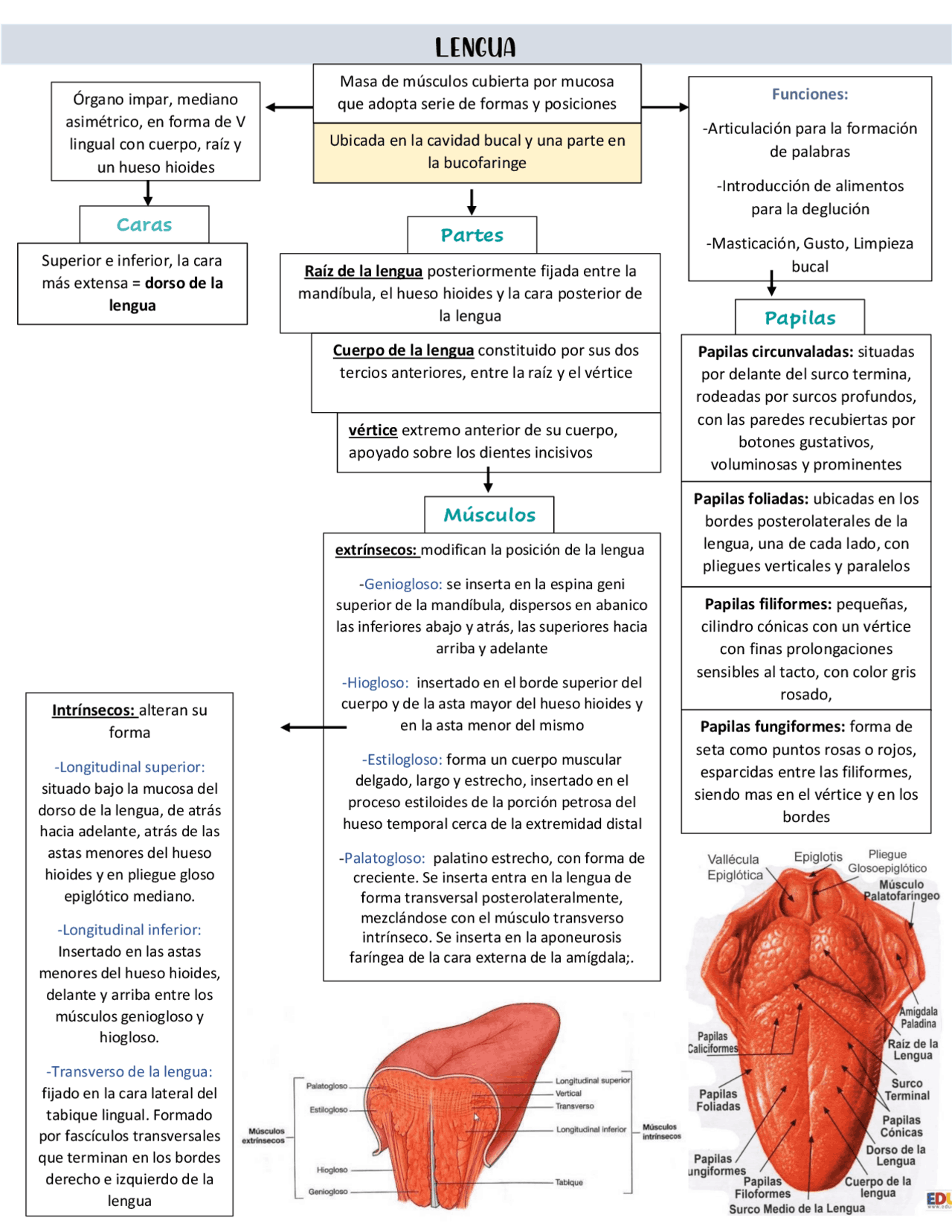 Anatomía de la lengua | Apuntes de Anatomía | Docsity