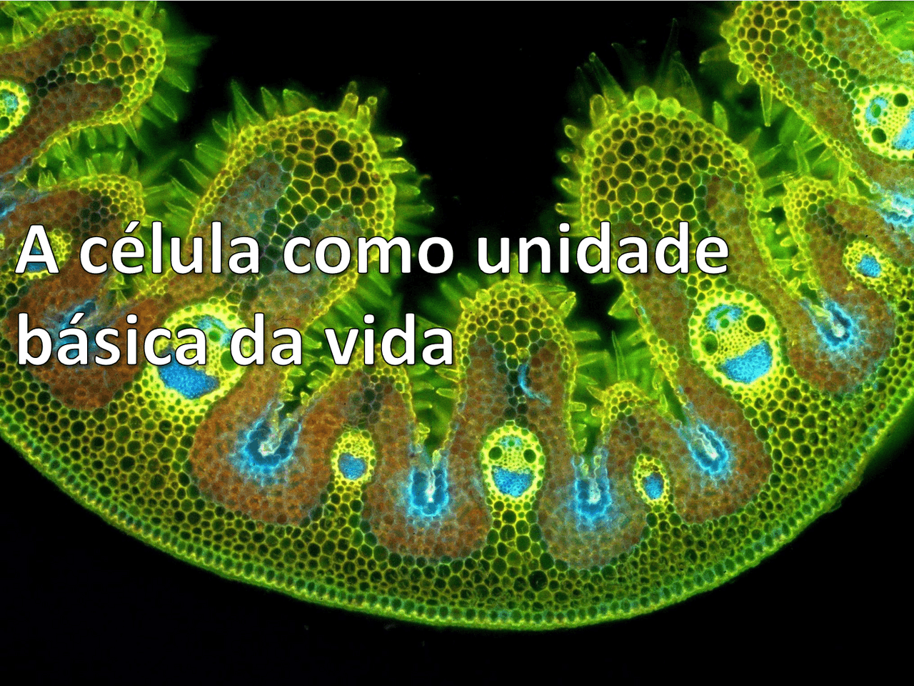 Biodiversidade E Células Slides Biologia Docsity