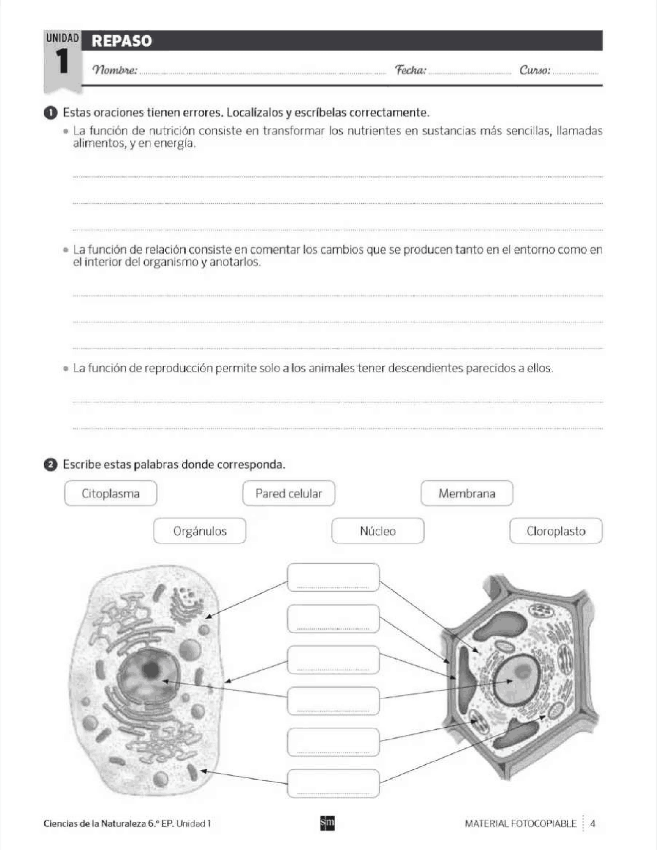 Repaso y ampliación de 6º primaria Ciencias Naturales SM | Ejercicios ...
