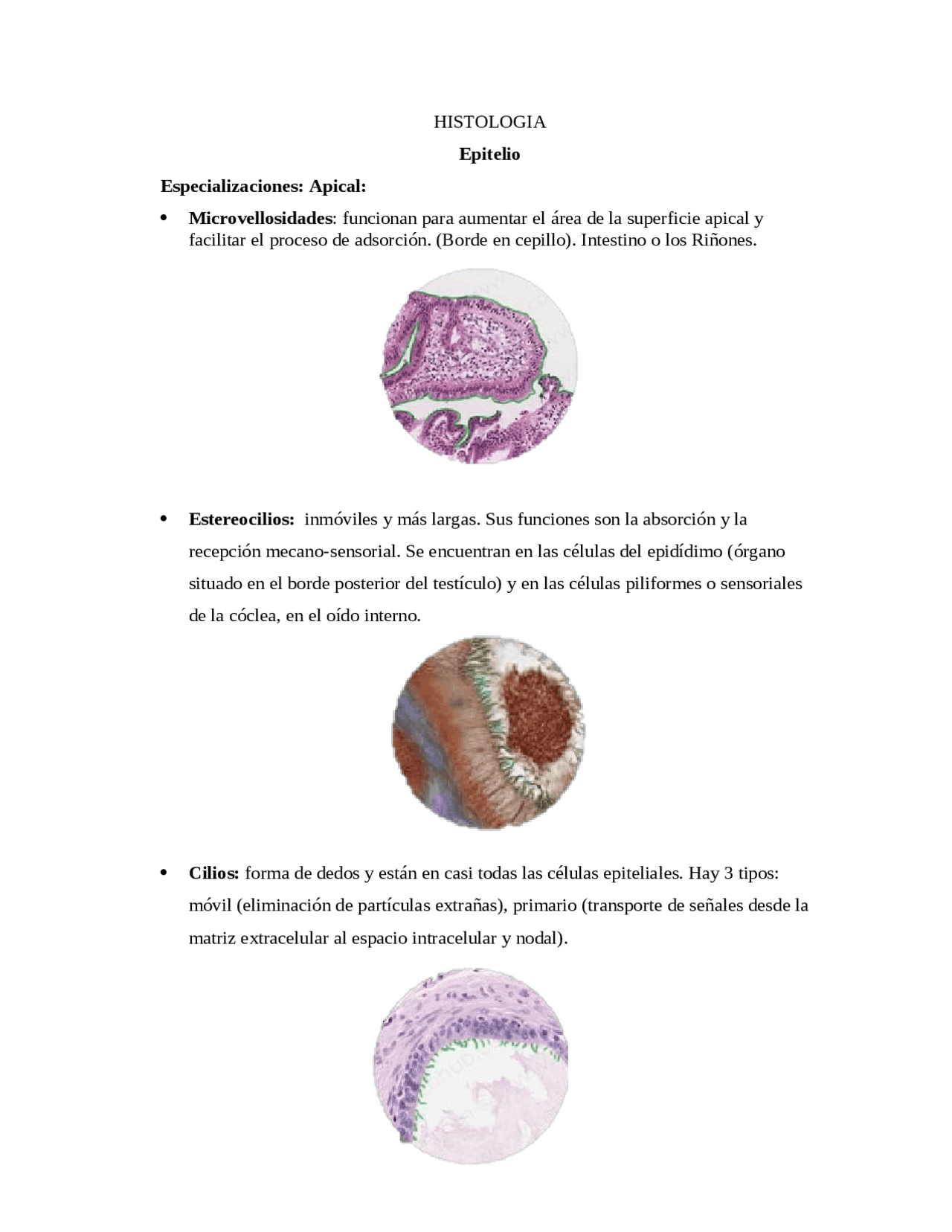 Histologia De Epitelios Apuntes De Biogenética Y Computación Docsity