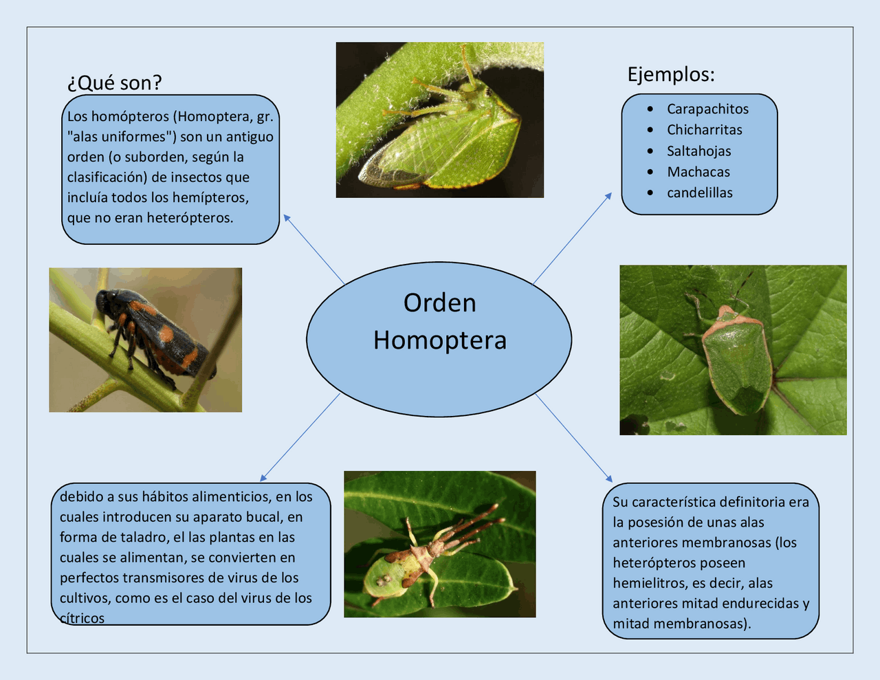 Mapa conceptual del orden homóptera | Esquemas y mapas conceptuales de ...