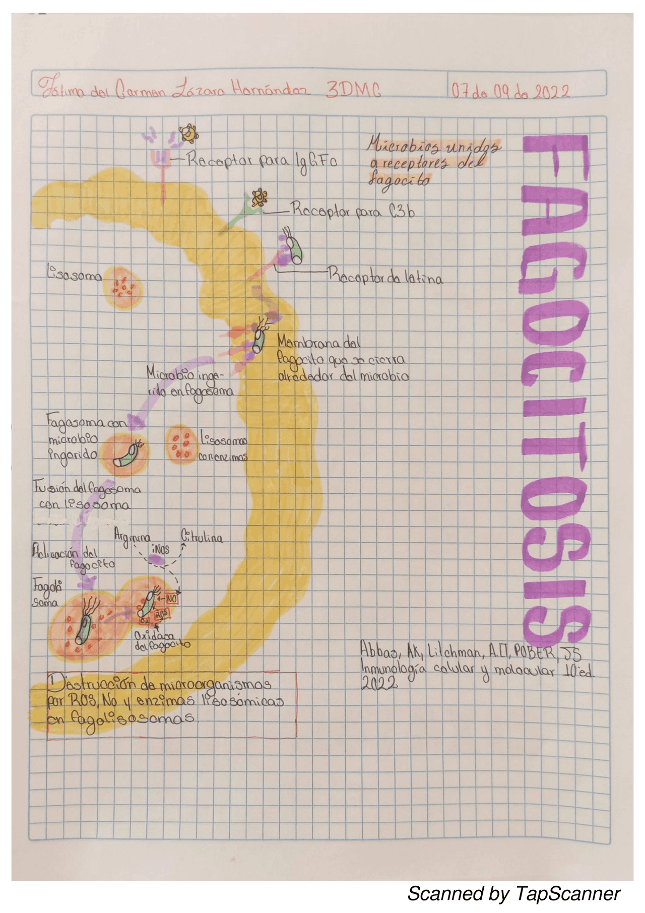 Fagocitosis Y Quimiotaxia Ejercicios De Inmunología Docsity
